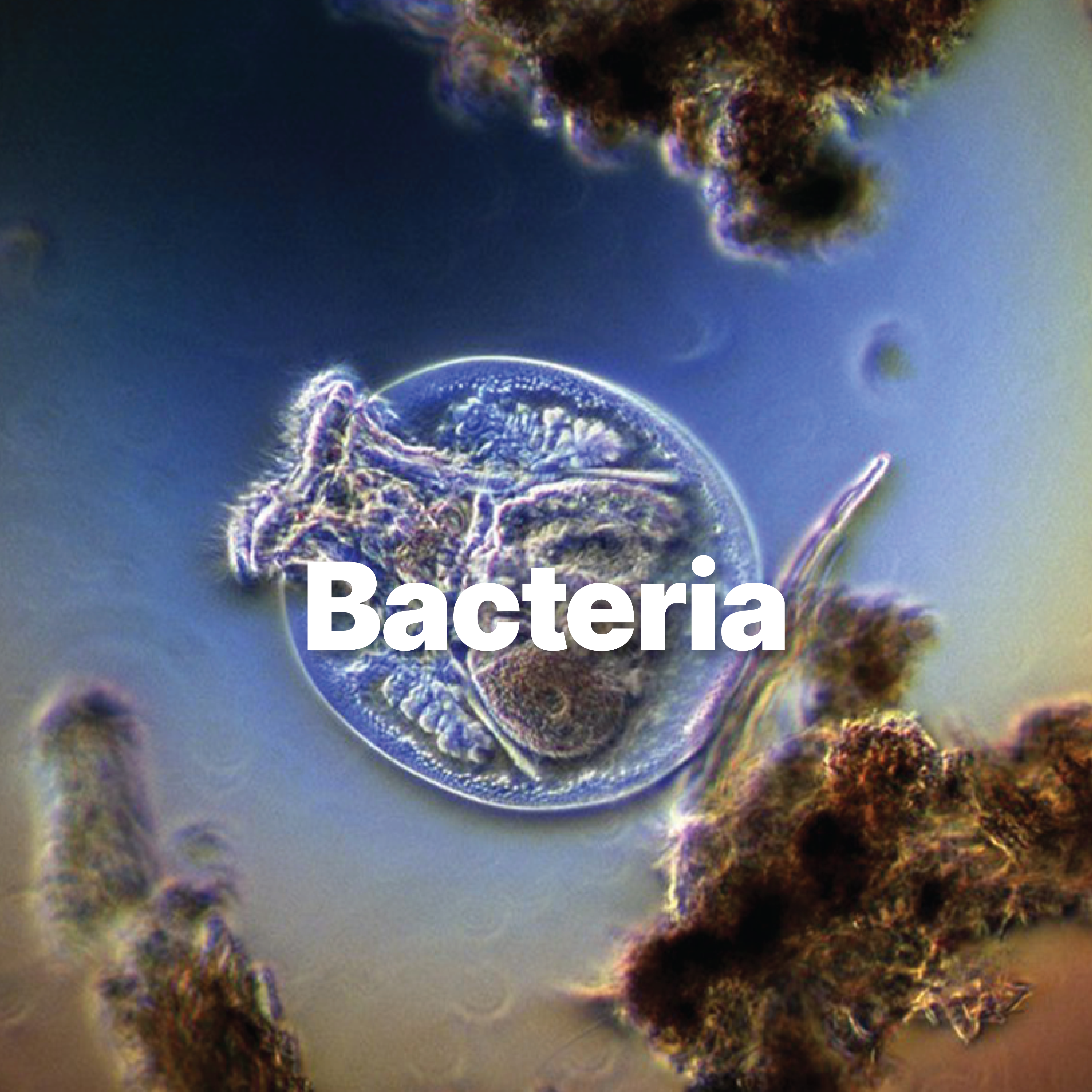 Bacteria - Sanatoga Water